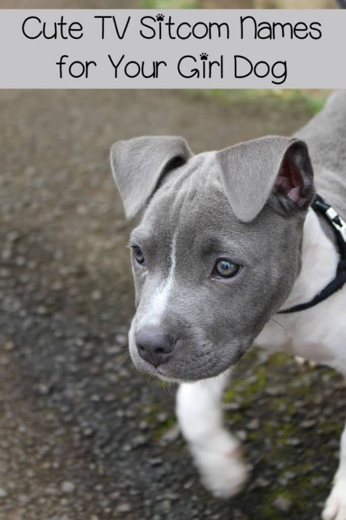 Cute TV Sitcom Dog Names For Females Cute TV Sitcom Dog Names For Females