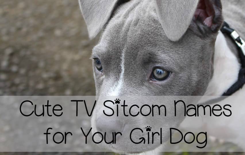 Cute TV Sitcom Dog Names For Females Cute TV Sitcom Dog Names For Females