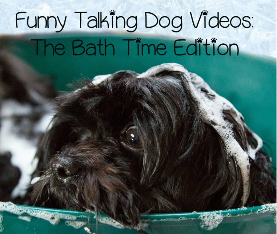 5 Funny Talking Dog Videos: After Bath Edition - DogVills 5 Funny Talking Dog Videos: After Bath Edition - DogVills