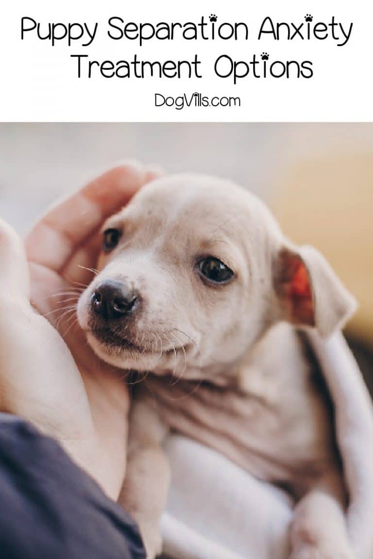 Tips To Prevent Separation Anxiety In Your Puppy - Dog Vills