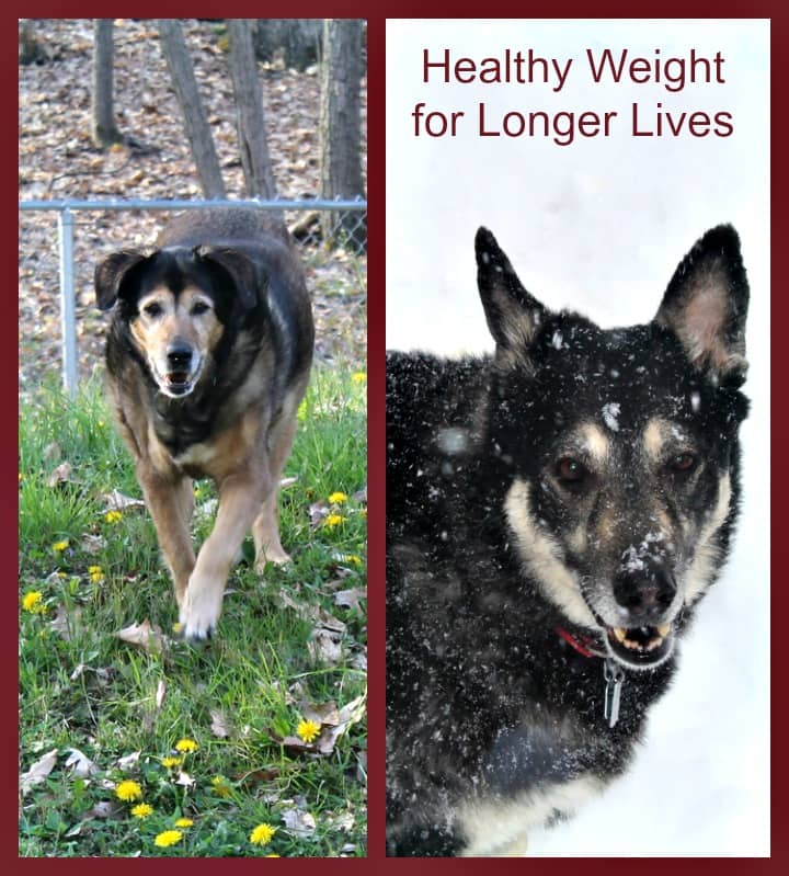 Slow and Steady: The Way to Achieve the Perfect Weight