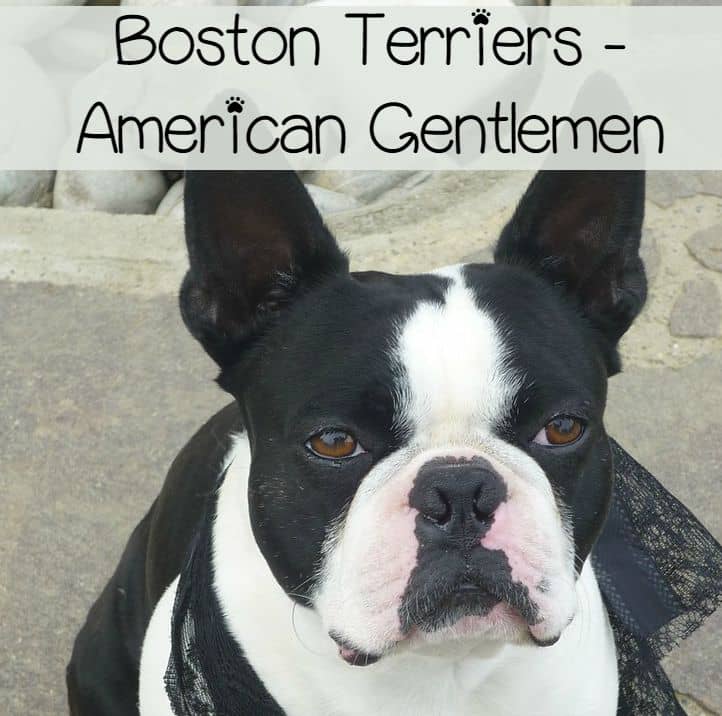 Boston Terriers - American Gentlemen - DogVills