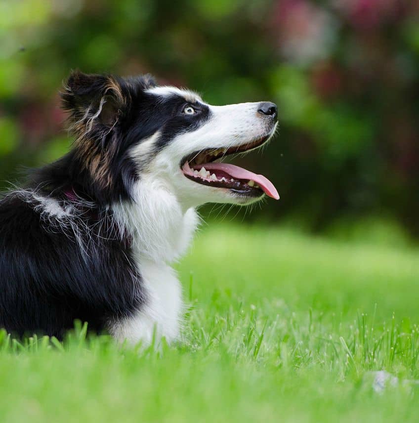 Mosquito Spray for Dogs: A Pretty Awesome Idea! - DogVills