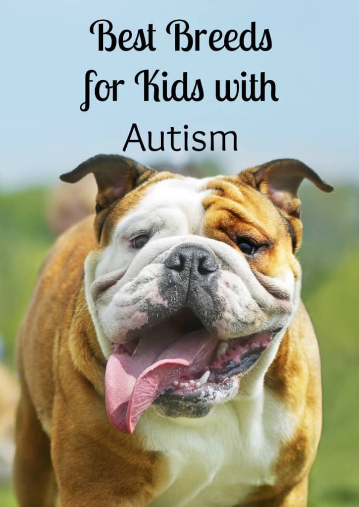 4 Best Dogs For Kids With Autism DogVills