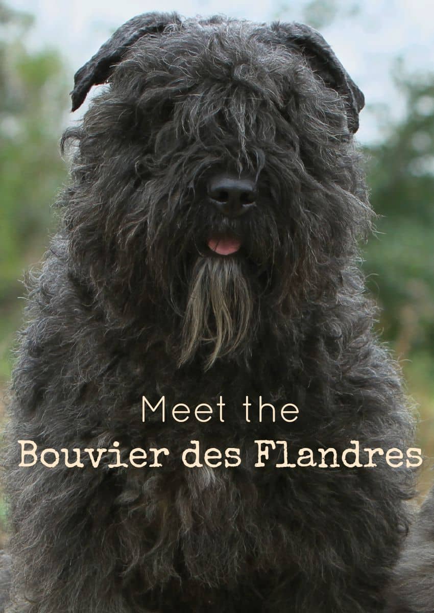 Bouvier des Flandres Large Breed Hypoallergenic Dog