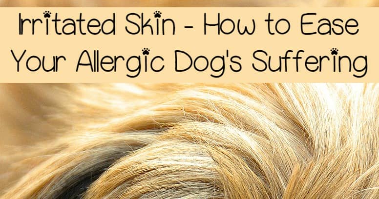 Irritated Skin - How to Ease Your Allergic Dog's Suffering - DogVills