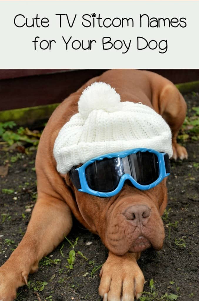 Cute TV Sitcom Dog Names For Males DogVills Cute TV Sitcom Dog Names For Males DogVills