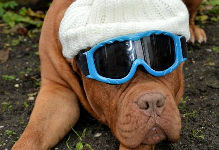 Cute TV Sitcom Dog Names For Males DogVills cute-tv-sitcom-dog-names-for-males-dogvills