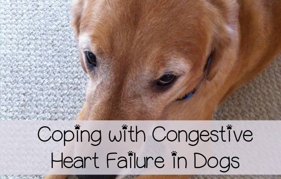 Congestive Heart Failure In Dogs Care And Coping DogVills