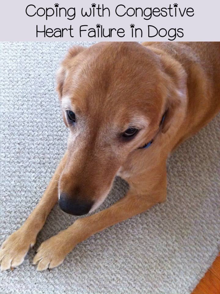 Congestive Heart Failure In Dogs Care And Coping DogVills