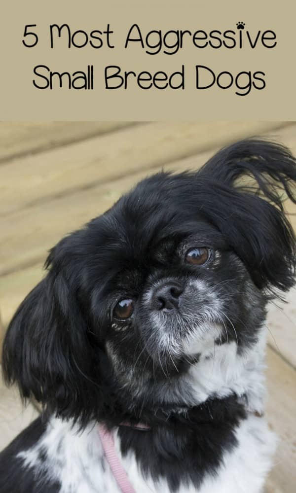 5 Most Aggressive Small Breed Dogs: Because Small Bites are Just as Bad ...