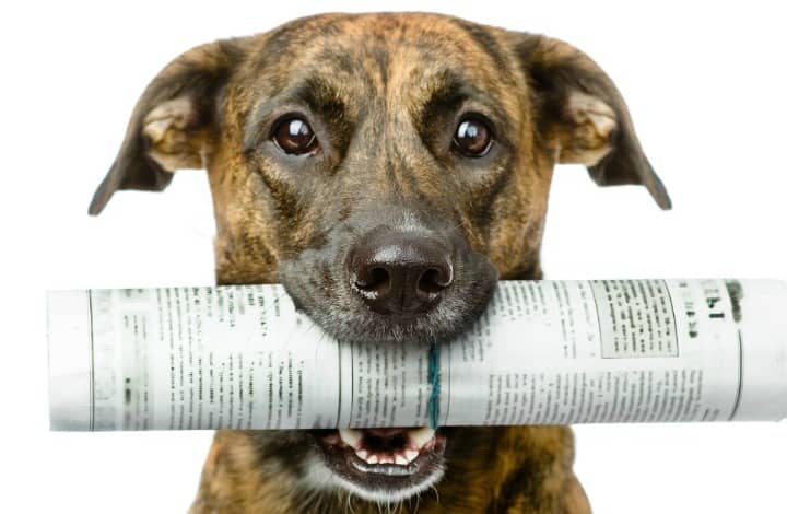 Pero the Dog Walks 240 Miles to Get Back Home