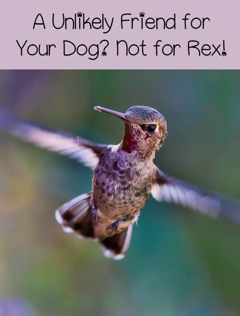 Hummingbird Stays by the Side of the Dog Who Saved his Life - DogVills