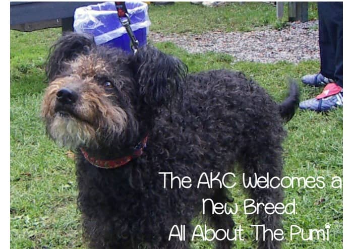 Introducing The Pumi: The AKC's Newest Recognized Dog Breed