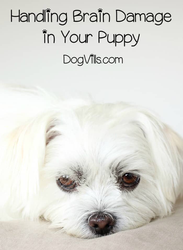 How Do You Know If Your Puppy Has Brain Damage
