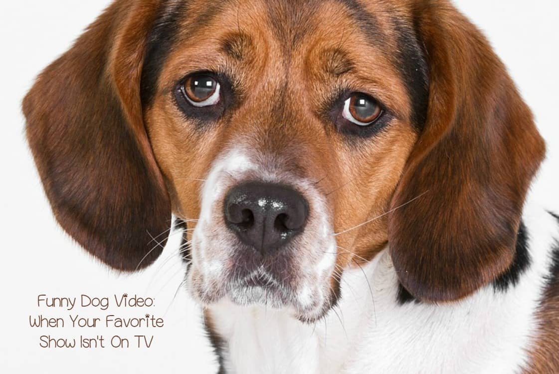 Funny Dog Video This Little Guy Doesn t Really Like This TV Show Funny Dog Video This Little Guy Doesn t Really Like This TV Show