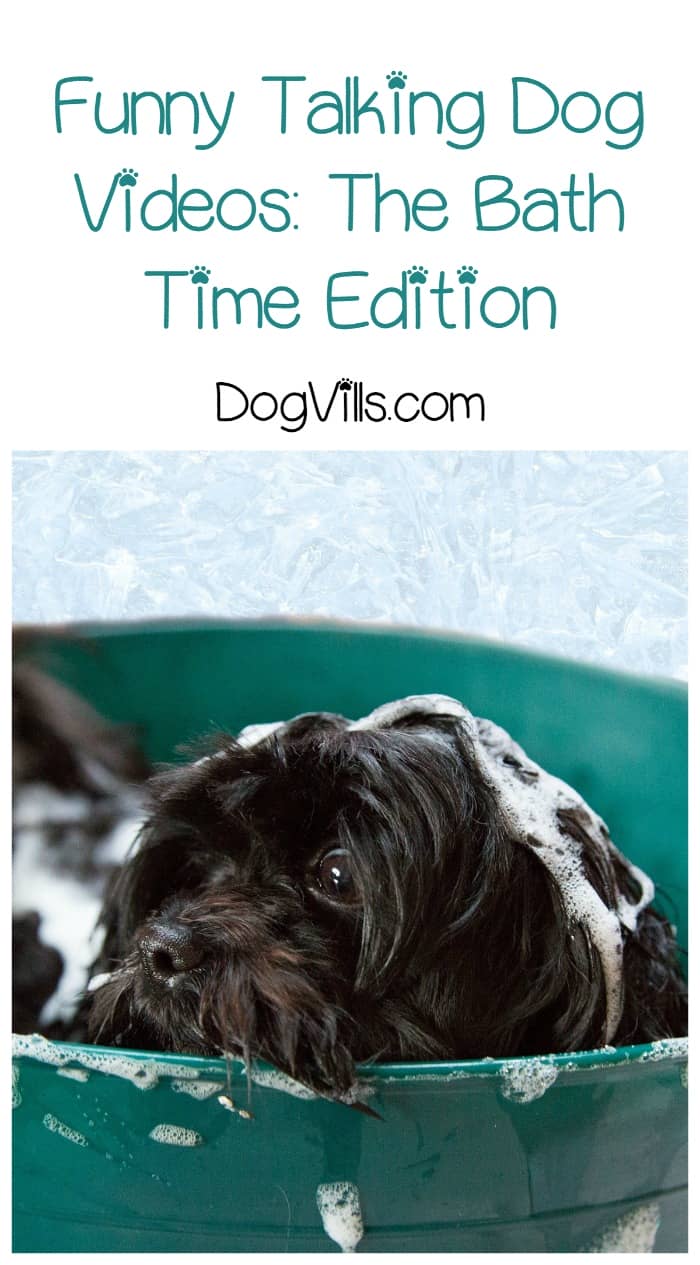 5 Funny Talking Dog Videos: After Bath Edition - DogVills 5 Funny Talking Dog Videos: After Bath Edition - DogVills