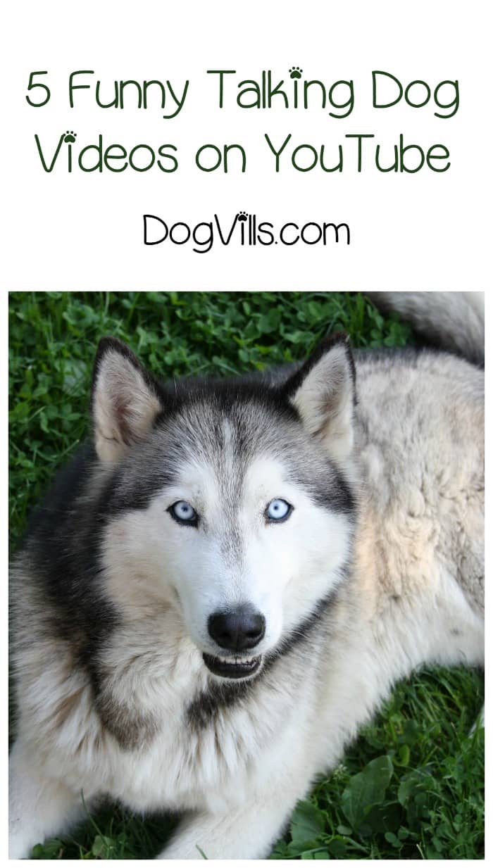 5 Funny Talking Dog Videos on YouTube - DogVills 5 Funny Talking Dog Videos on YouTube - DogVills