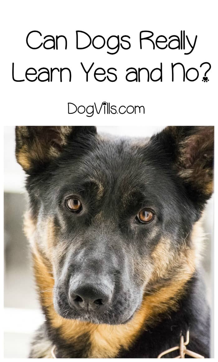 Can Dogs Learn Yes and No and Really Understand It?