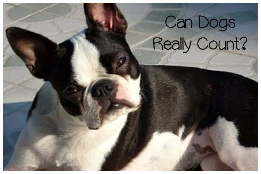 How Can Dogs Count
