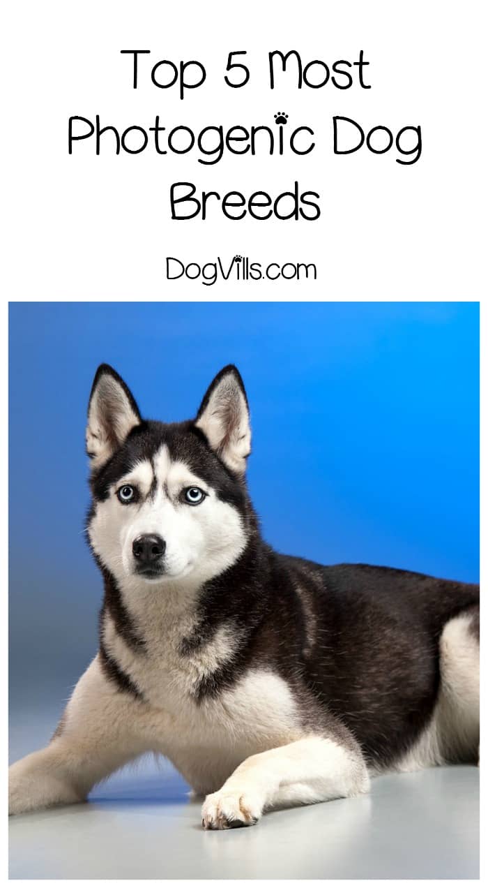 Discover the 5 Most Photogenic Dog Breeds - DogVills