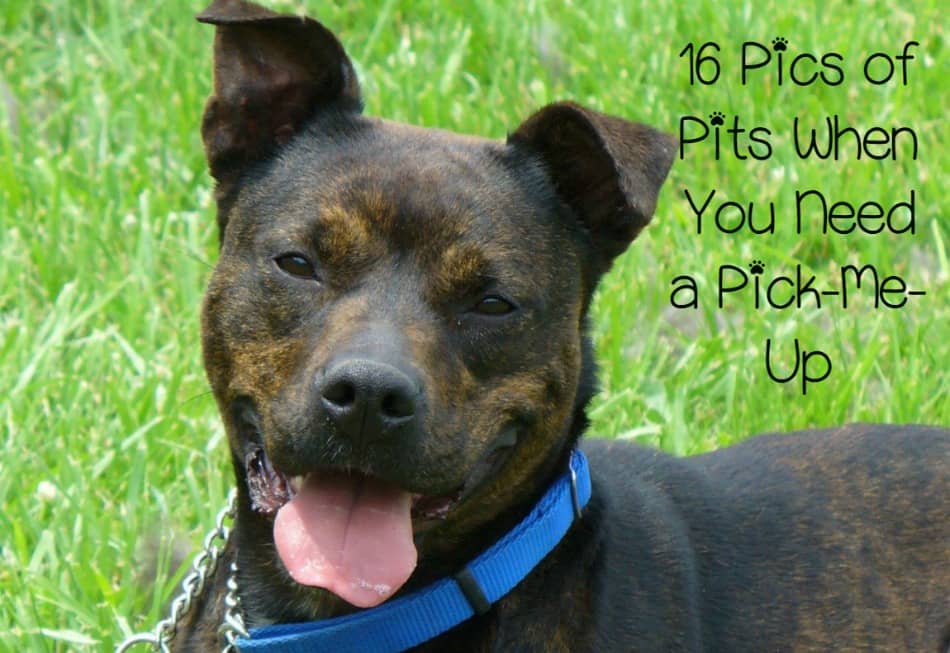 16 Adorable Pitbull Pictures to Brighten Your Day - DogVills