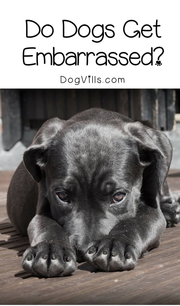 Do Dogs Get Embarrassed When You Laugh At Them