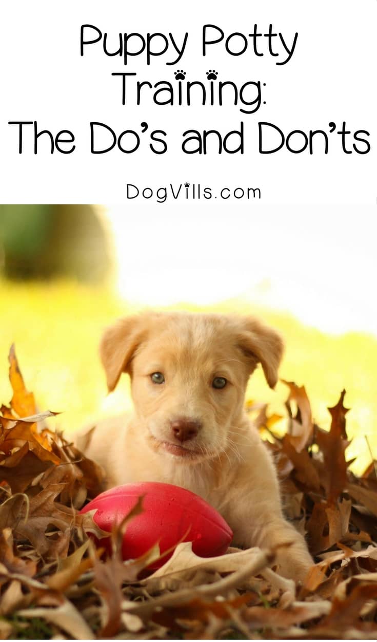Potty Training A Puppy The Do s And Don t s DogVills potty-training-a-puppy-the-do-s-and-don-t-s-dogvills