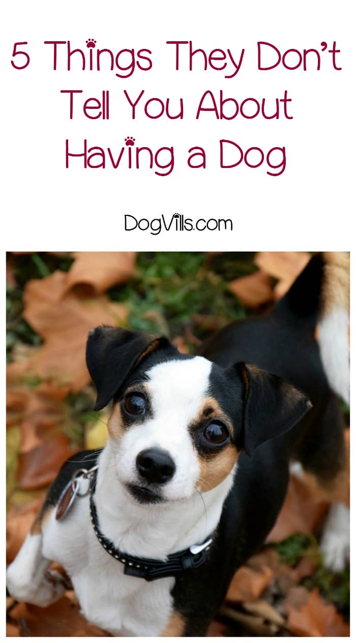 5 Things They Don t Tell You About Having A Dog DogVills 5-things-they-don-t-tell-you-about-having-a-dog-dogvills