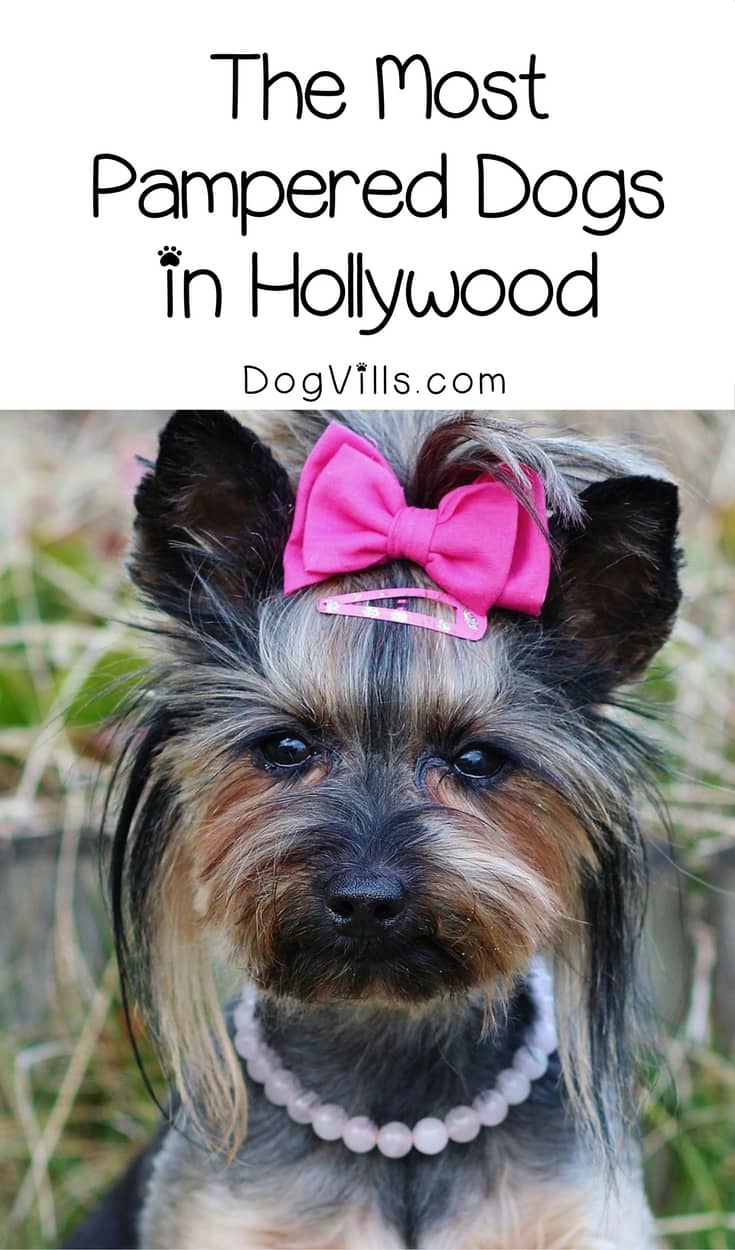 The 4 Most Pampered Dogs in Hollywood - DogVills