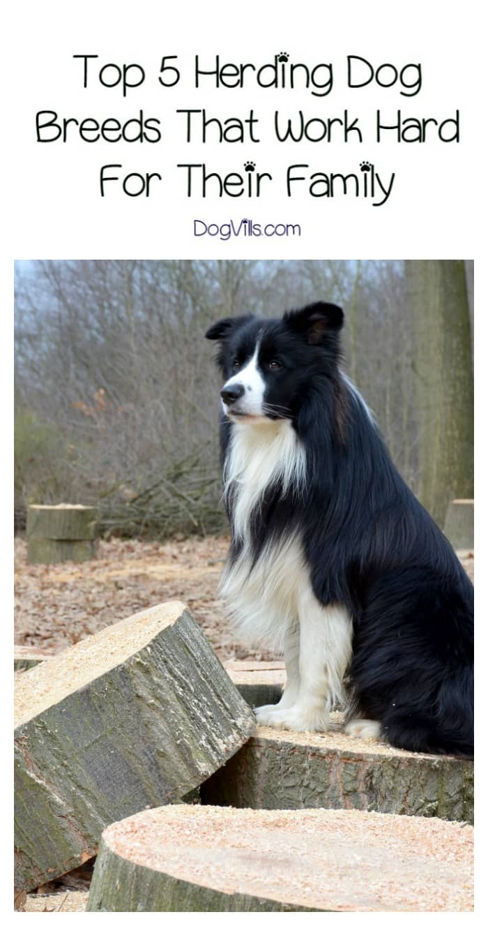 Top 5 Herding Dog Breeds That Work Hard For Their Family DogVills Top 5 Herding Dog Breeds That Work Hard For Their Family DogVills