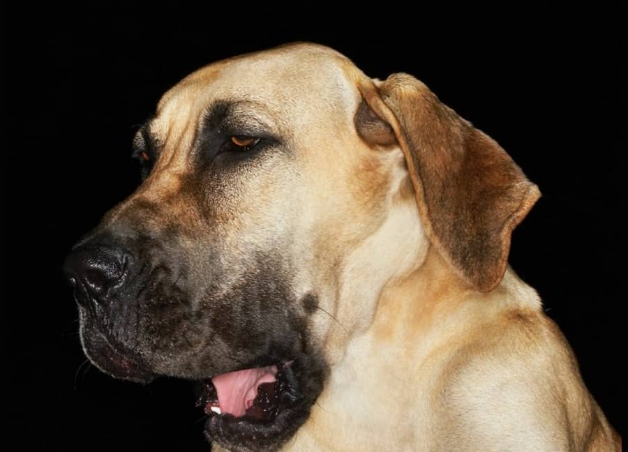 Simple Training Tricks for Increasing Focus in Your Dog - DogVills