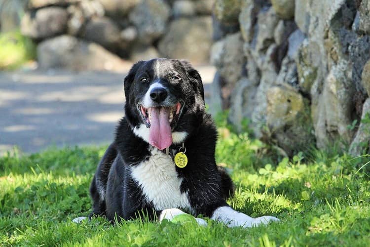 5 Things To Know Before Getting An Autism Service Dog 5-things-to-know-before-getting-an-autism-service-dog