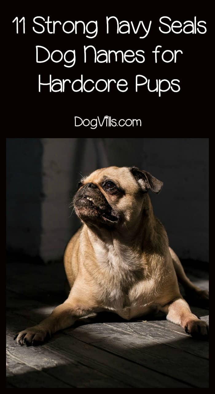 11 Strong Navy Seals Male Dog Names For Hardcore Pups 11 Strong Navy Seals Male Dog Names For Hardcore Pups