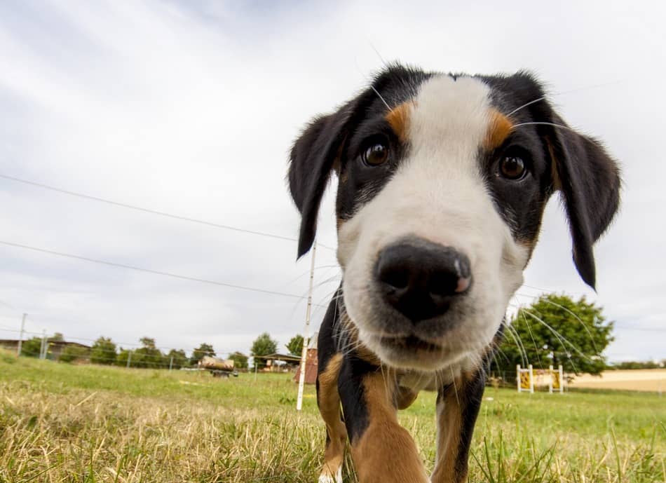 4 Easy Steps to Help You Safely Catch a Loose Dog - DogVills