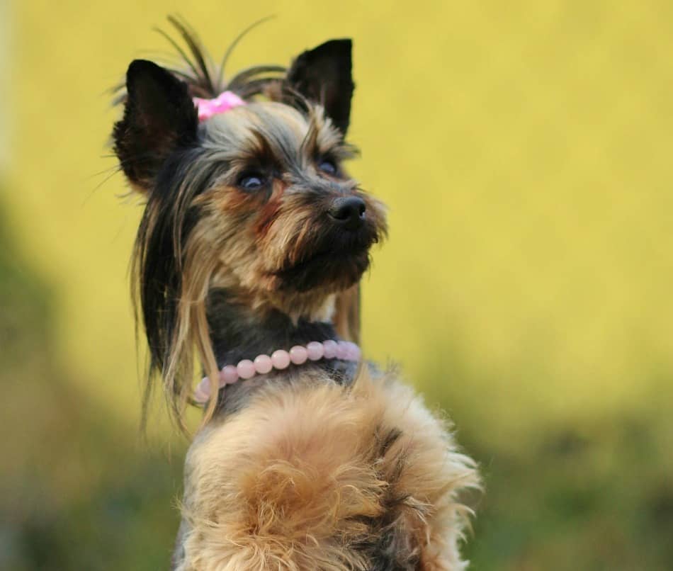 Training Tips for Teaching a Dog to Wave Goodbye - DogVills