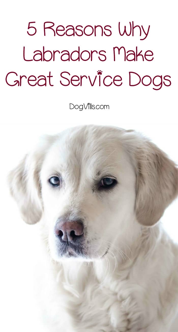 Top 5 Reasons Why Labradors Make Great Service Dogs - DogVills