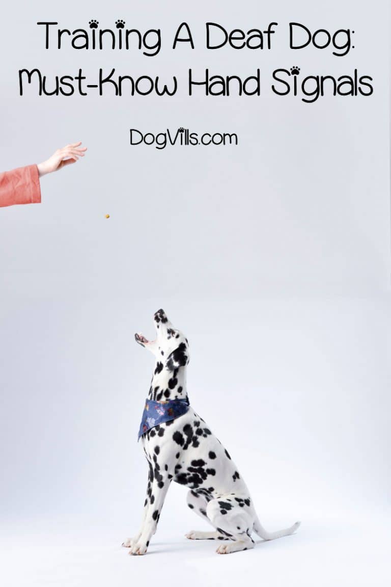 Top 8 Hand Signals To Teach Your Dog including Deaf Ones 