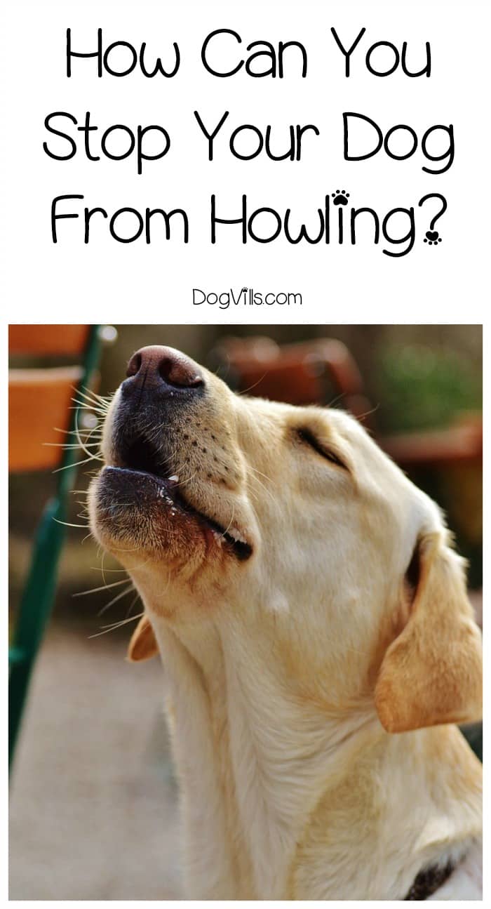 How Can You Stop Your Dog From Howling DogVills How Can You Stop Your Dog From Howling DogVills