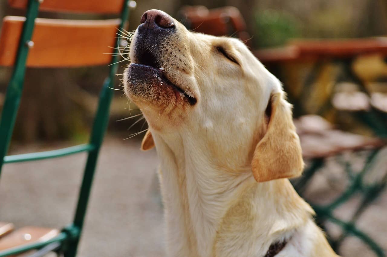 How Can You Stop Your Dog From Howling DogVills How Can You Stop Your Dog From Howling DogVills