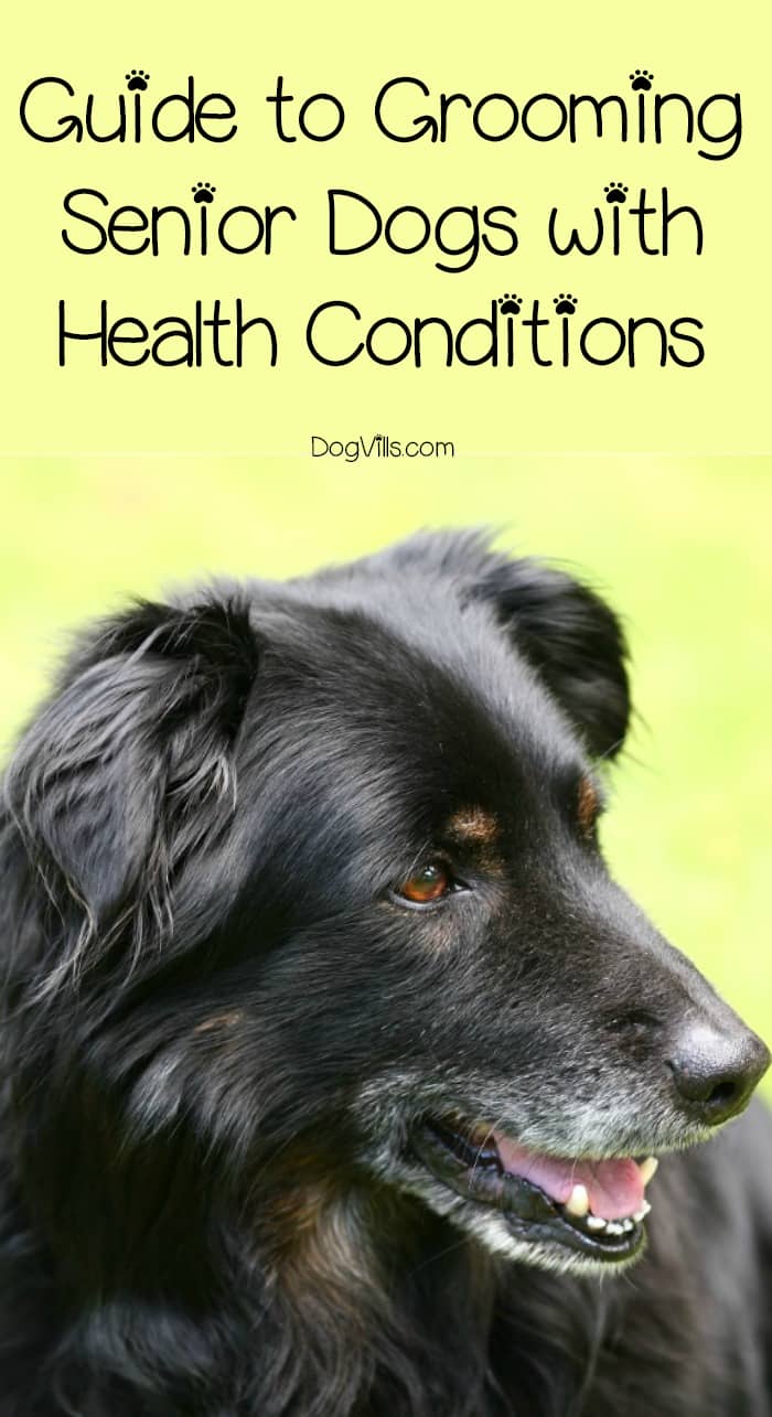 Senior Dogs With Health Conditions Is Grooming Them Safe DogVills