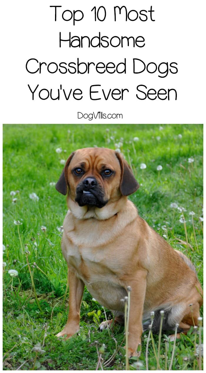 Top 10 Most Handsome Crossbreed Dogs You've Ever Seen - DogVills