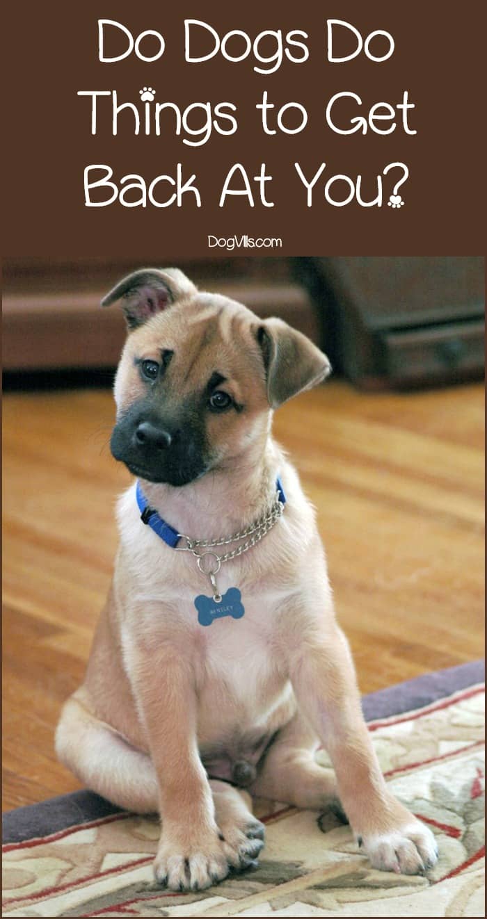 Dog Behavior: Do Dogs Do Things to Get Back at You?