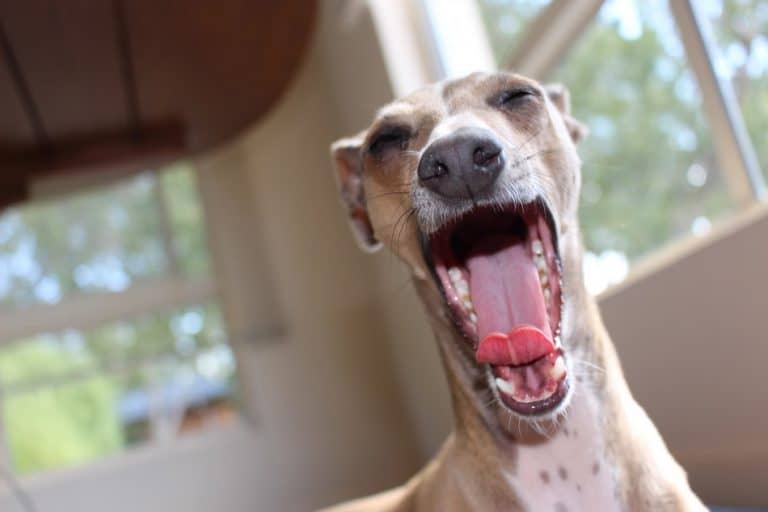 15 Fascinating Facts About Greyhound: The Fastest Breed