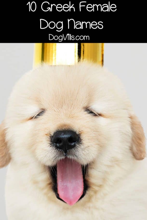 20 Epic Roman & Greek Female Dog Names - DogVills
