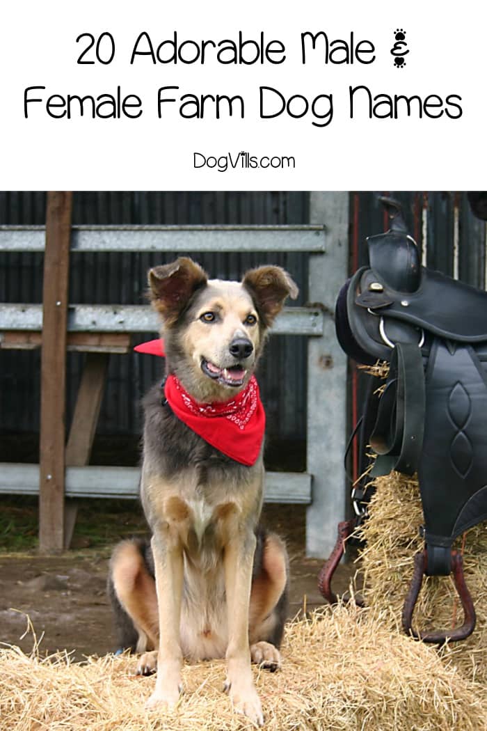 90 Adorable Male And Female Farm Dog Names DogVills 90-adorable-male-and-female-farm-dog-names-dogvills