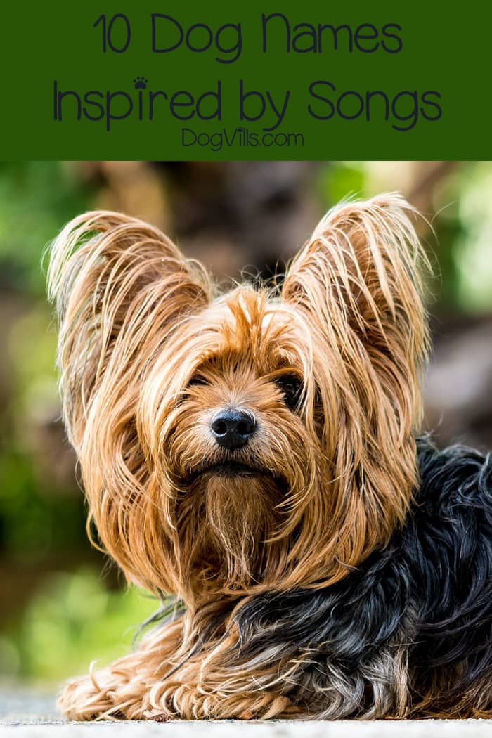 The Top 10 Dog Names Inspired By Songs DogVills The Top 10 Dog Names Inspired By Songs DogVills
