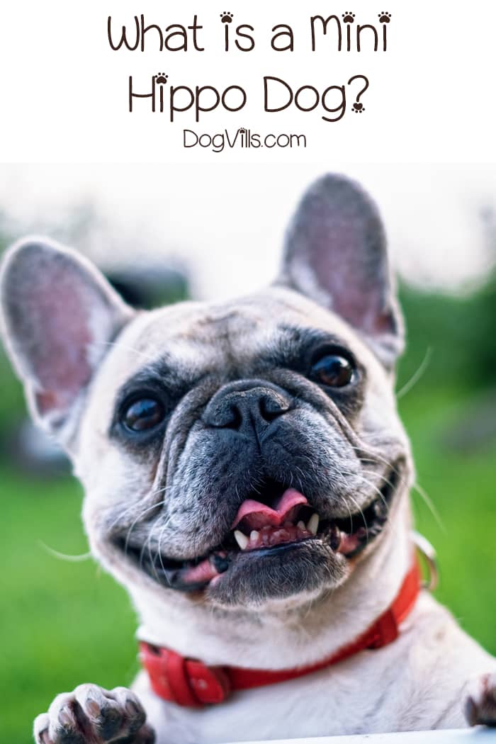 What is a Mini Hippo Dog? (Fun Facts & Health Care Tips!) - DogVills