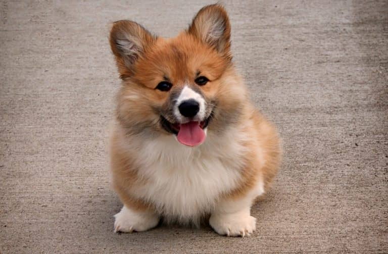 Top 16 Medium Dog Breeds Between 20 and 40 Pounds - DogVills