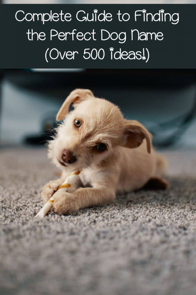Top 500+ Dog Names to Help You Find the Perfect Moniker for Your New ...